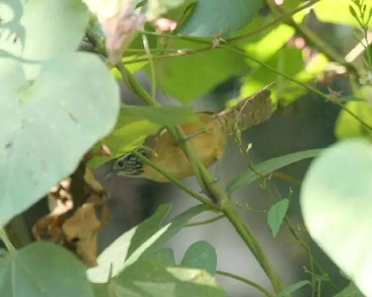 Happy wren - Facts, Diet, Habitat & Pictures on Animalia.bio