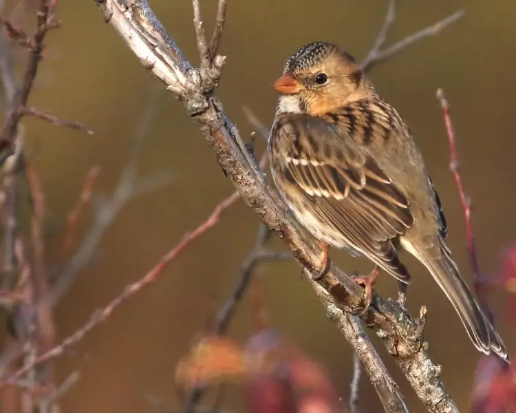 Harris's sparrow - Facts, Diet, Habitat & Pictures on Animalia.bio
