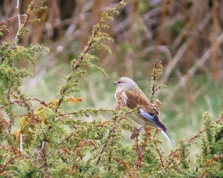 Common linnet - Facts, Diet, Habitat & Pictures on Animalia.bio