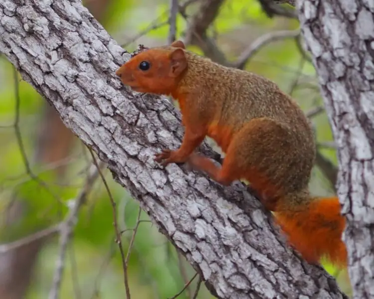 Paraxerus palliatus - факти, дієта, ареал і фотографії на Animalia.bio