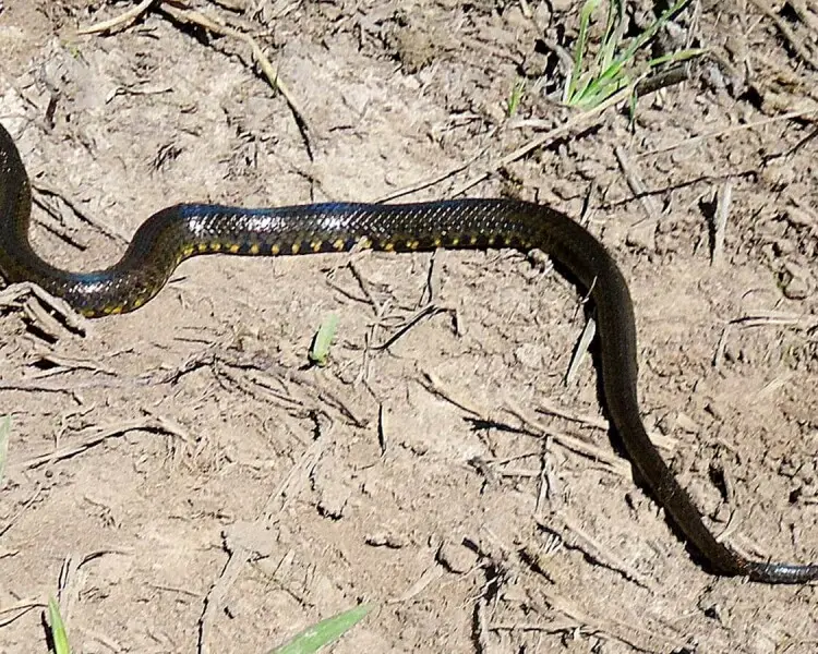 Helicops leopardinus - Fakten, Ernährung, Lebensraum & Bilder auf ...