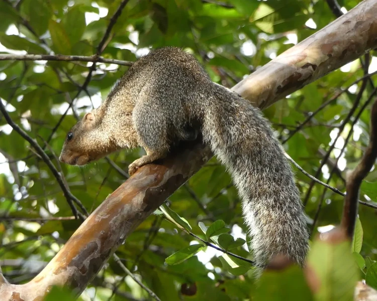 Heliosciurus undulatus - факти, дієта, ареал і фотографії на Animalia.bio