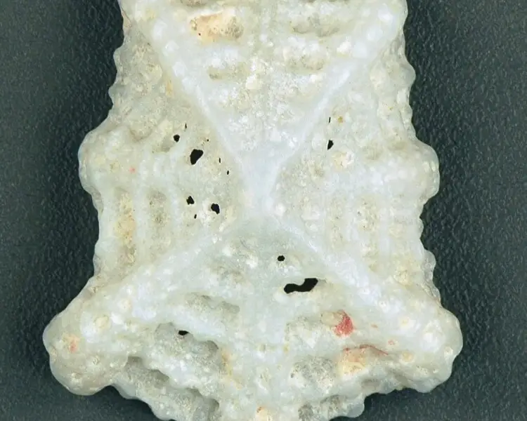 Montfortia emarginata - Facts, Diet, Habitat & Pictures on Animalia.bio