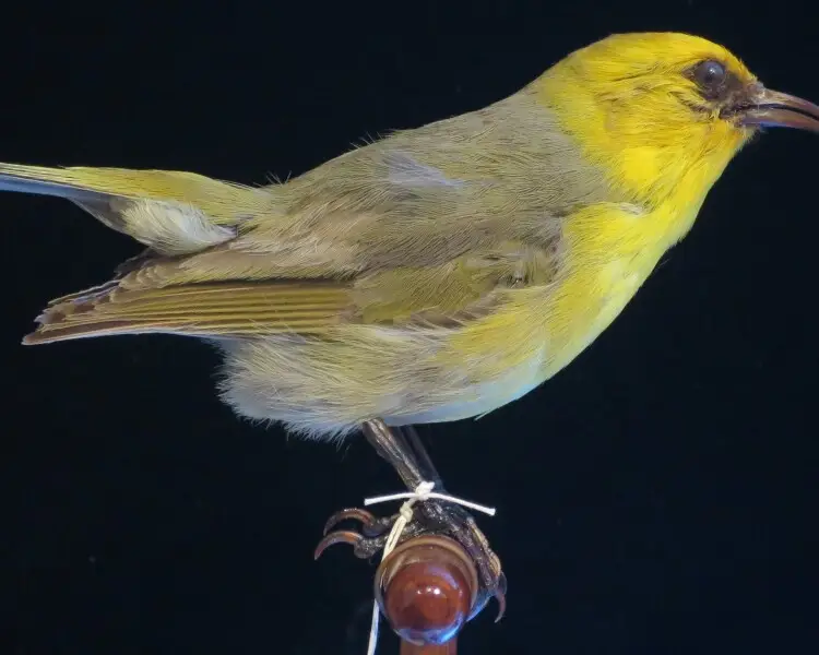 Maui nukupuʻu - Facts, Diet, Habitat & Pictures on Animalia.bio