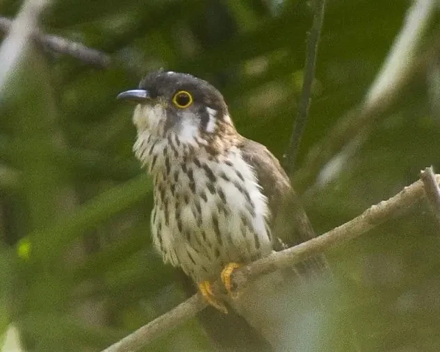 Cuculo sparviero minore - Fatti, dieta, habitat e immagini su Animalia.bio