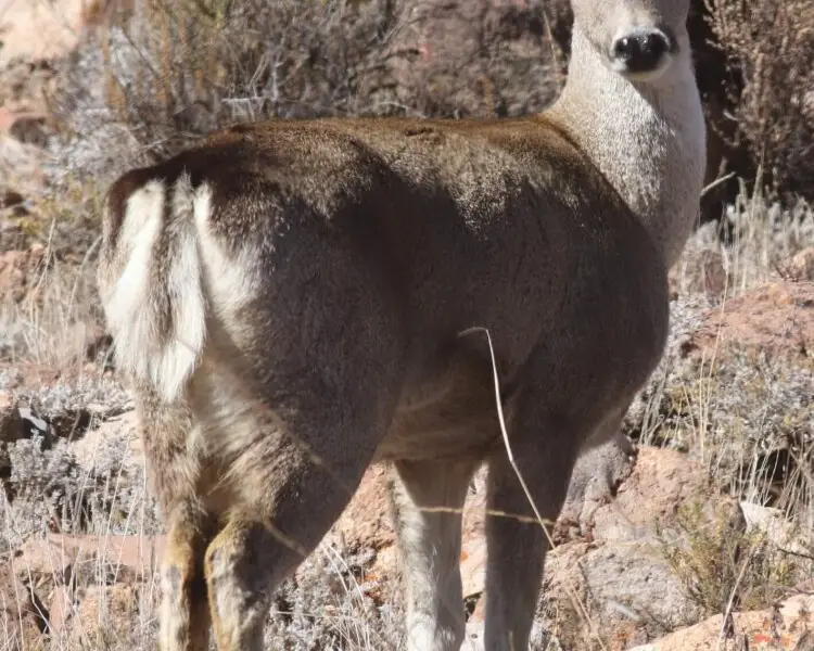 Taruca - Facts, Diet, Habitat & Pictures on Animalia.bio