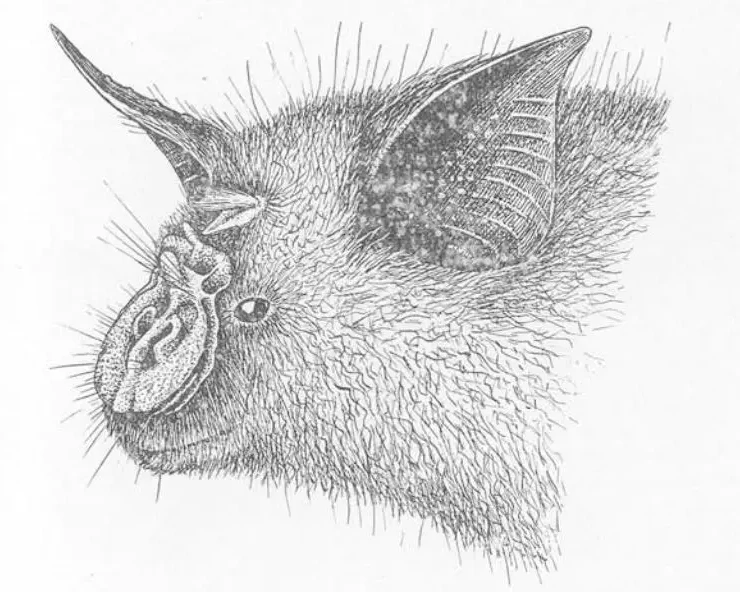 Hipposideros cyclops - факти, дієта, ареал і фотографії на Animalia.bio