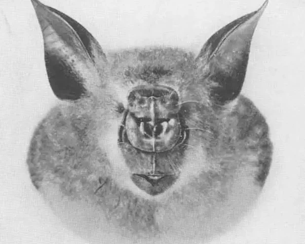 Giant roundleaf bat - Facts, Diet, Habitat & Pictures on Animalia.bio