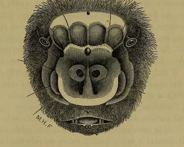 Hipposideros muscinus - Facts, Diet, Habitat & Pictures on Animalia.bio