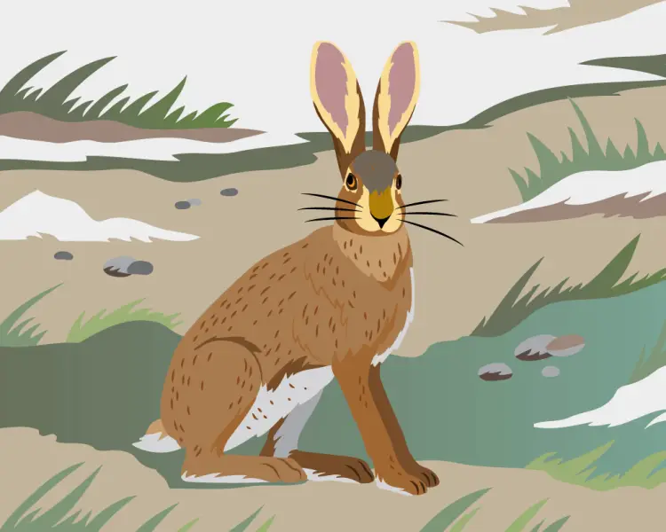 Hispid Hare - Facts, Diet, Habitat & Pictures on Animalia.bio