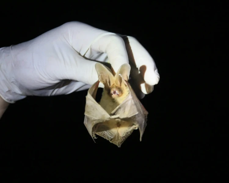 Histiotus laephotis - факти, дієта, ареал і фотографії на Animalia.bio