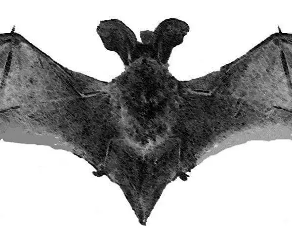 Histiotus macrotus - факти, дієта, ареал і фотографії на Animalia.bio