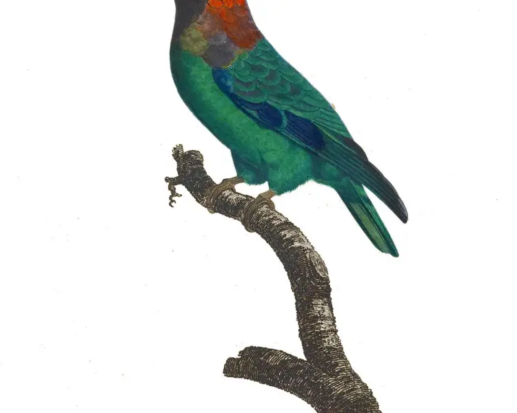 Caica parrot - Facts, Diet, Habitat & Pictures on Animalia.bio