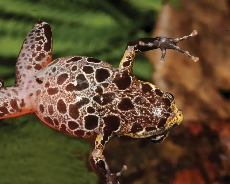 Mantophryne insignis - факти, дієта, ареал і фотографії на Animalia.bio