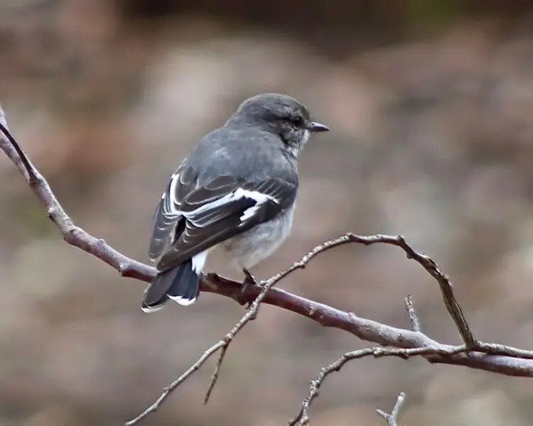 Hooded robin - Facts, Diet, Habitat & Pictures on Animalia.bio