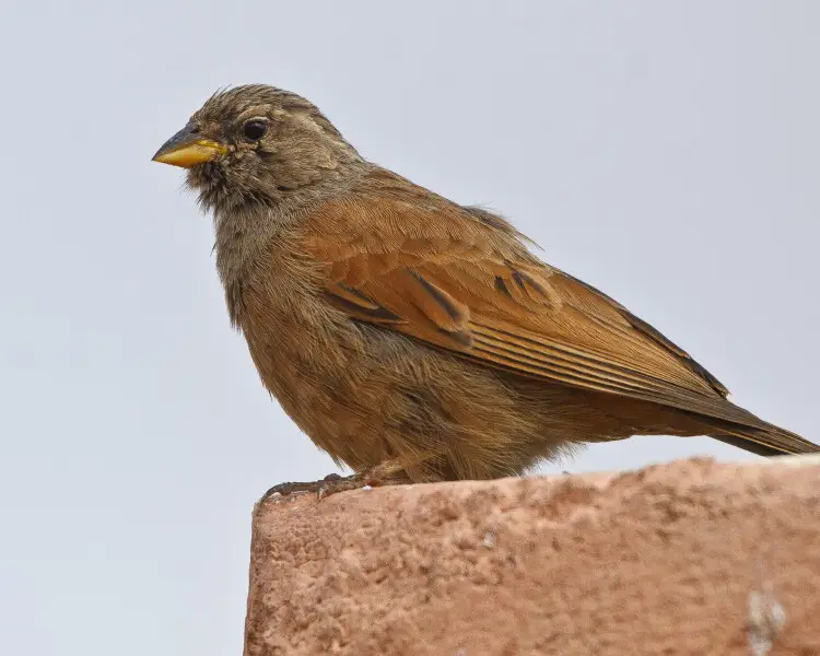 House bunting - Facts, Diet, Habitat & Pictures on Animalia.bio