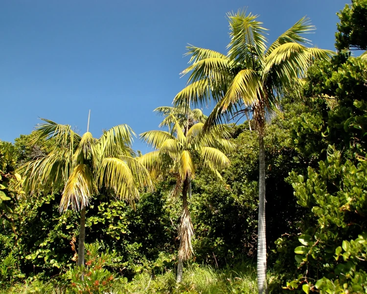 Nyctophilus howensis - Fatti, dieta, habitat e immagini su Animalia.bio