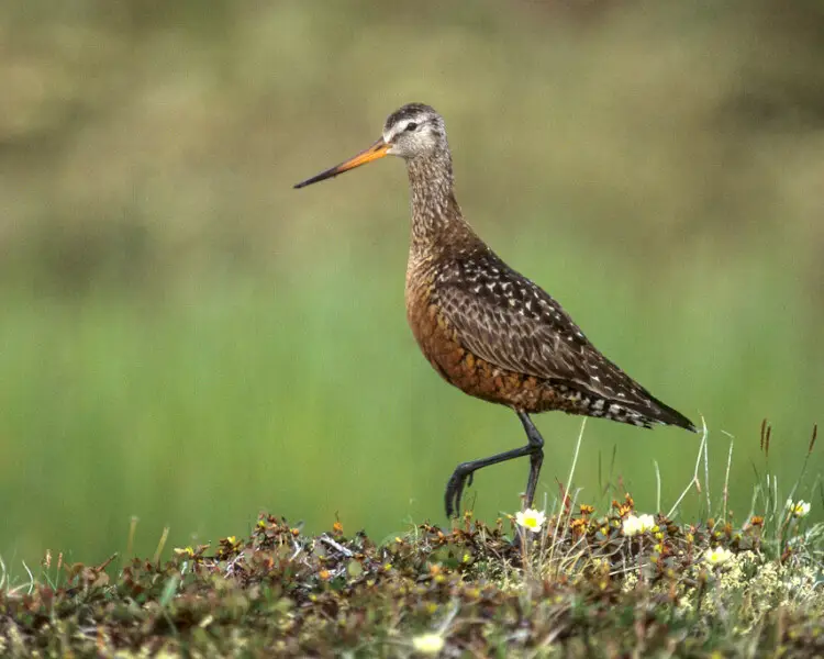Hudsonian godwit - Facts, Diet, Habitat & Pictures on Animalia.bio