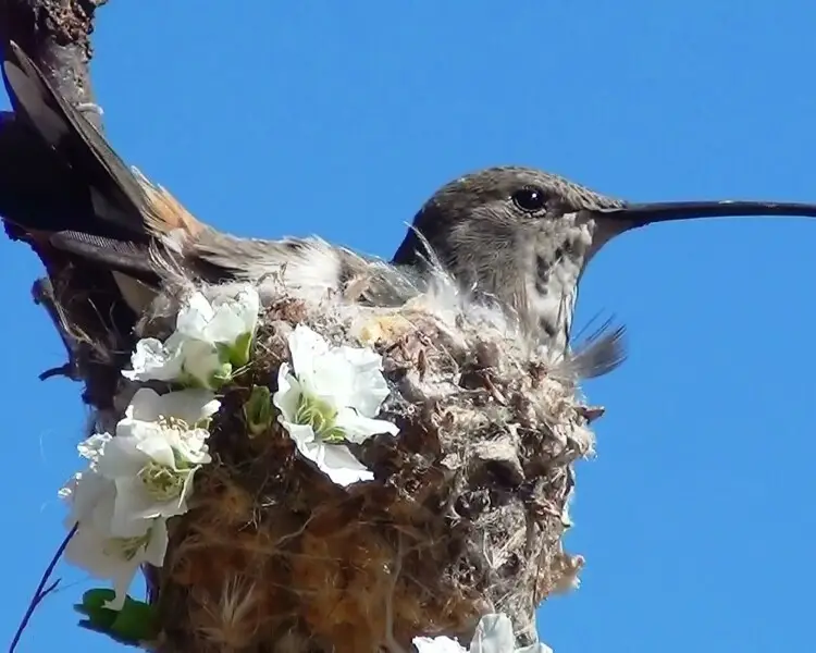 Rhodopis vesper - факти, дієта, ареал і фотографії на Animalia.bio