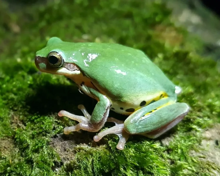 Hyla simplex - факти, дієта, ареал і фотографії на Animalia.bio