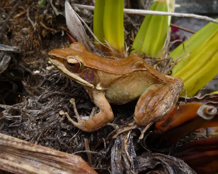 Papurana florensis - факти, дієта, ареал і фотографії на Animalia.bio