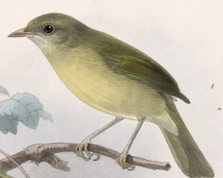 Scrub greenlet - Facts, Diet, Habitat & Pictures on Animalia.bio