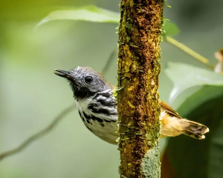 Hylophylax naevius - факти, дієта, ареал і фотографії на Animalia.bio