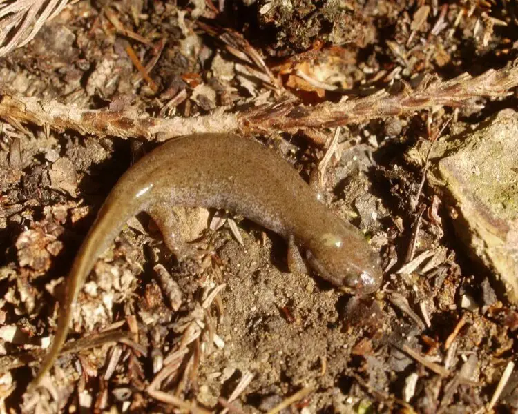 Hynobius nebulosus - Facts, Diet, Habitat & Pictures on Animalia.bio