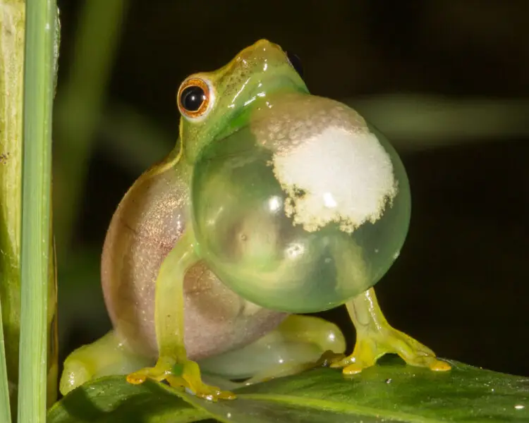 Hyperolius acuticeps - факти, дієта, ареал і фотографії на Animalia.bio