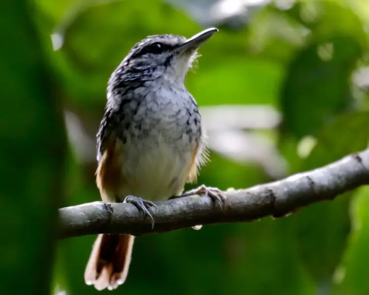 Peruvian warbling antbird - Facts, Diet, Habitat & Pictures on Animalia.bio