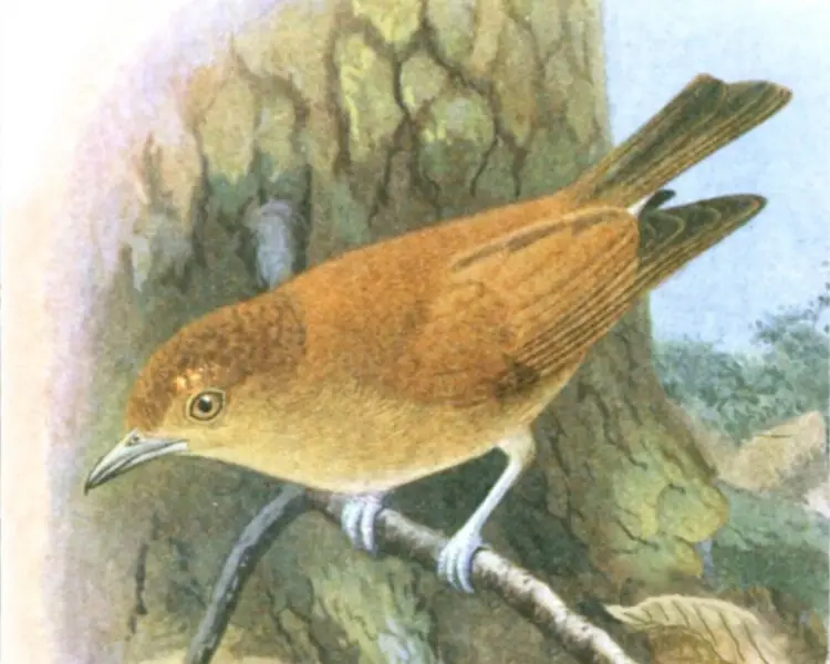 Cinnamon ibon - Facts, Diet, Habitat & Pictures on Animalia.bio