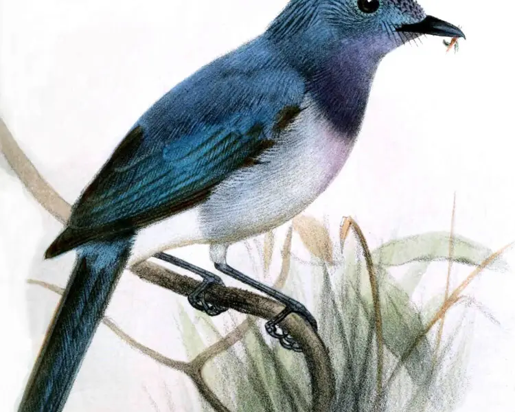 Celestial monarch - Facts, Diet, Habitat & Pictures on Animalia.bio