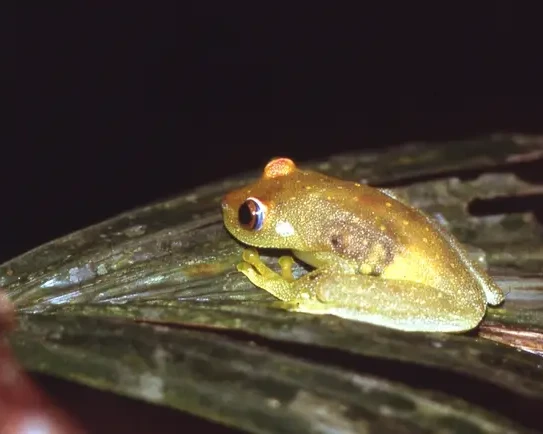 Boana cinerascens - Fatti, dieta, habitat e immagini su Animalia.bio