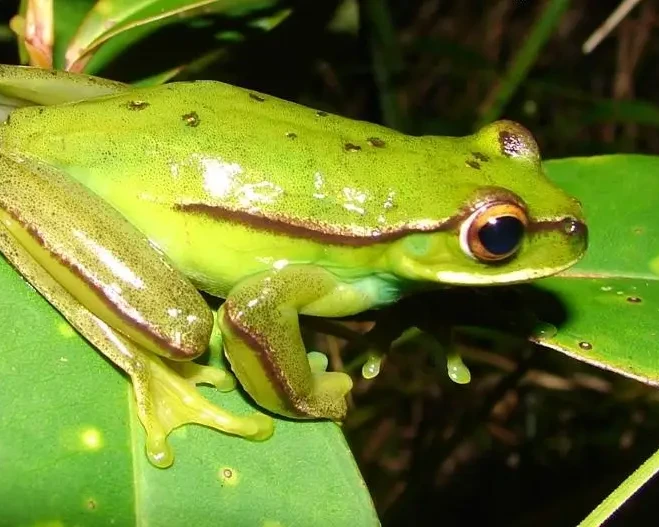 Boana marginata - факти, дієта, ареал і фотографії на Animalia.bio