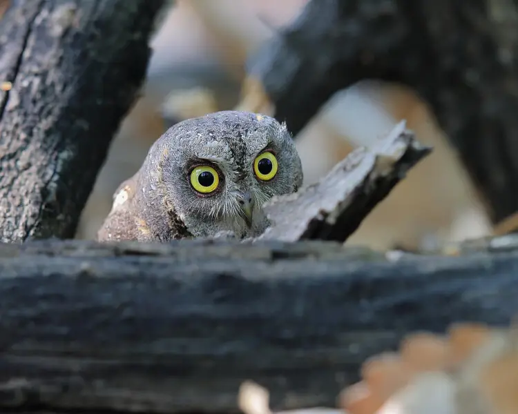 Otus sunia - факти, дієта, ареал і фотографії на Animalia.bio