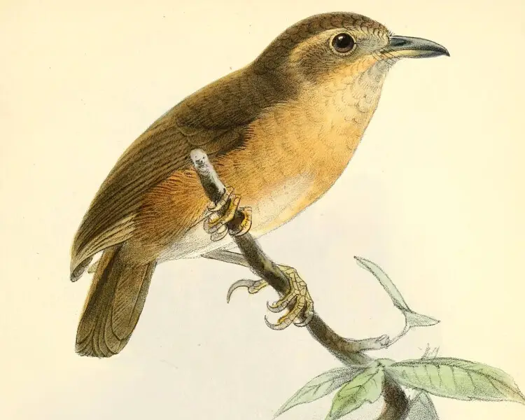 Buff-breasted babbler - Facts, Diet, Habitat & Pictures on Animalia.bio