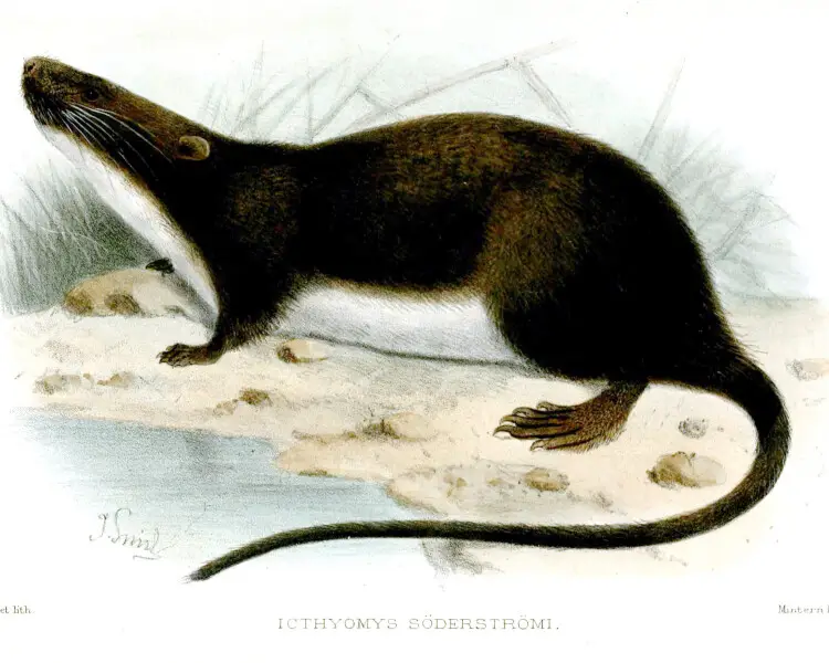 Ichthyomys hydrobates - факти, дієта, ареал і фотографії на Animalia.bio