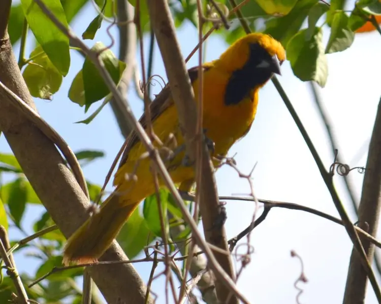 Orange oriole - Facts, Diet, Habitat & Pictures on Animalia.bio
