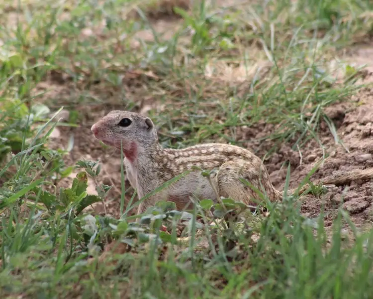 Ictidomys parvidens - Facts, Diet, Habitat & Pictures on Animalia.bio