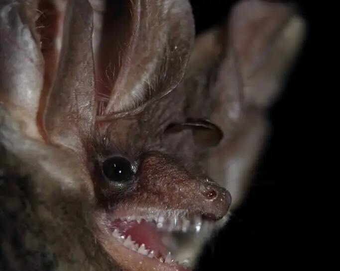 Idionycteris phyllotis - факти, дієта, ареал і фотографії на Animalia.bio