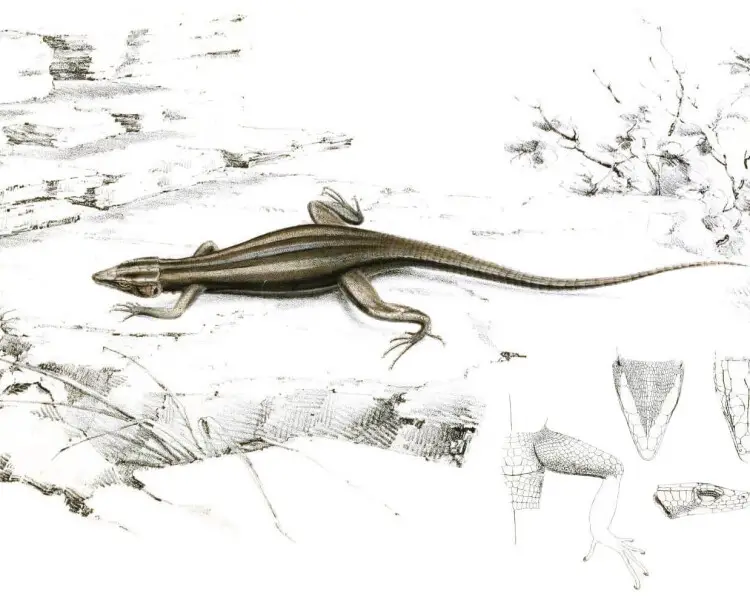 Cape flat lizard - Facts, Diet, Habitat & Pictures on Animalia.bio