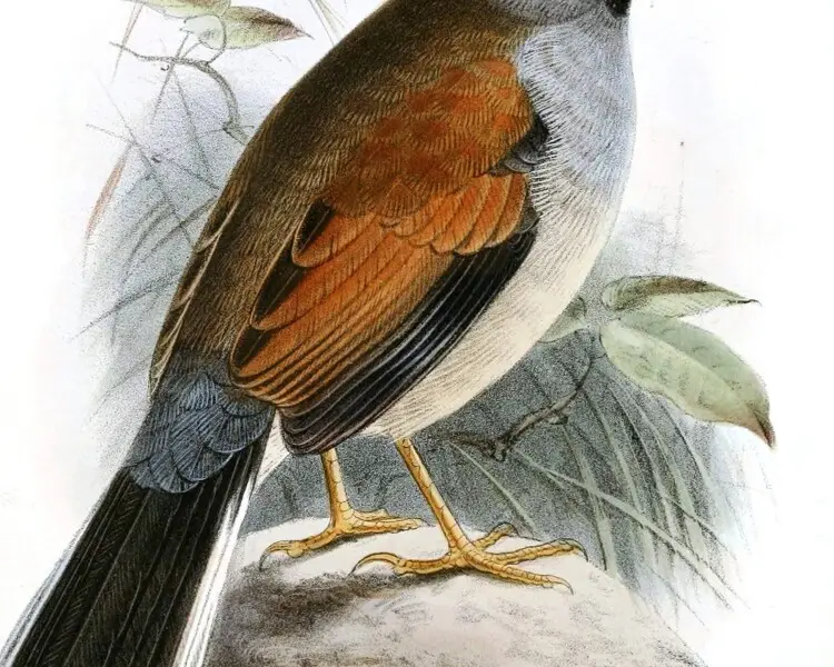 Great Inca finch - Facts, Diet, Habitat & Pictures on Animalia.bio