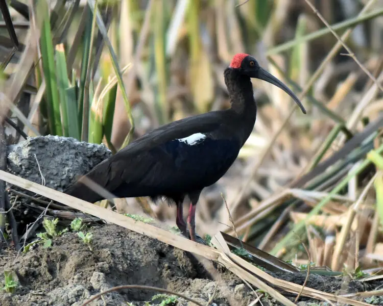 Red-naped ibis - Facts, Diet, Habitat & Pictures on Animalia.bio