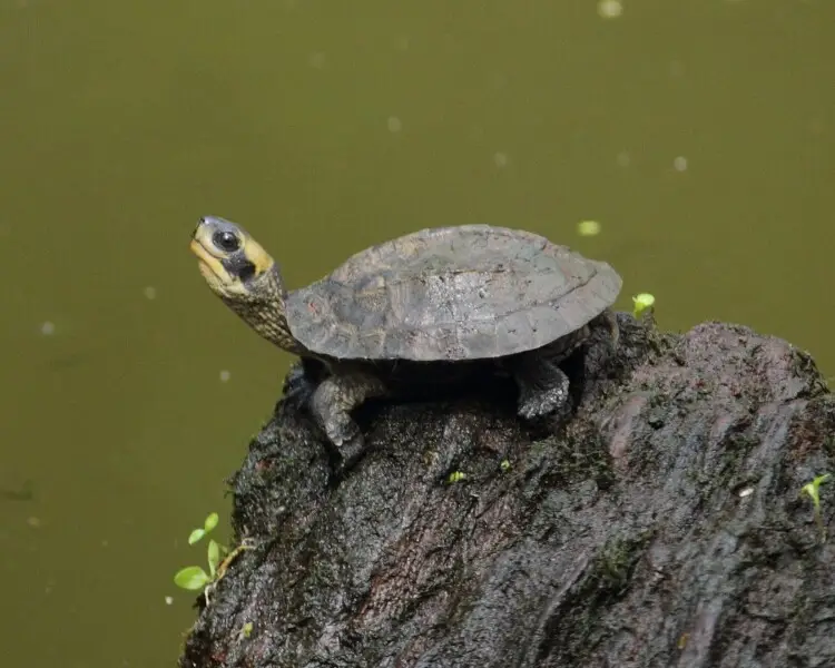 Indian black turtle - Facts, Diet, Habitat & Pictures on Animalia.bio