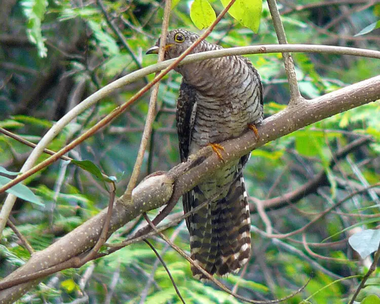 Indian cuckoo - Facts, Diet, Habitat & Pictures on Animalia.bio