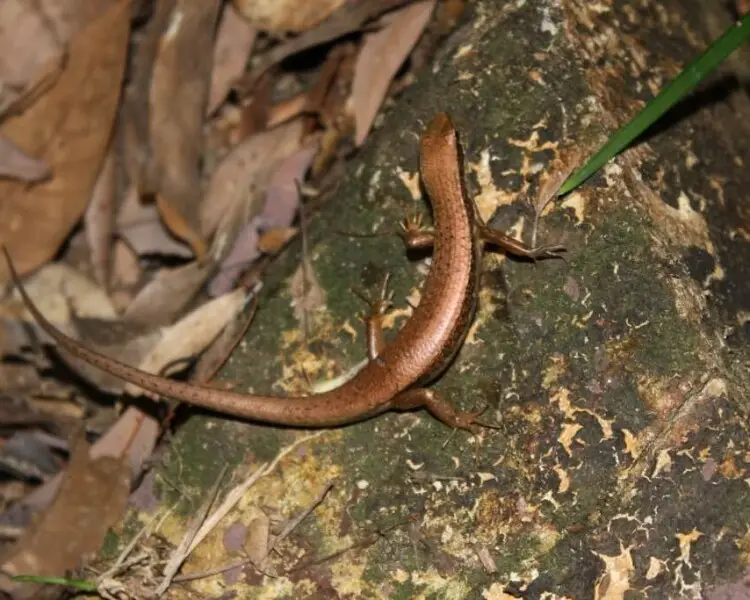 Sphenomorphus indicus - факти, дієта, ареал і фотографії на Animalia.bio