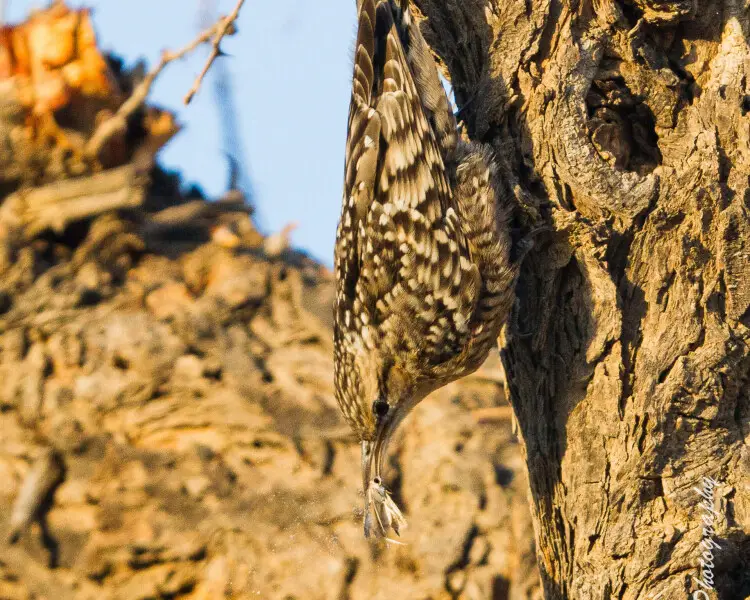 Indian spotted creeper - Facts, Diet, Habitat & Pictures on Animalia.bio