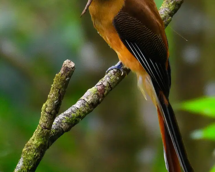 Philippine trogon - Facts, Diet, Habitat & Pictures on Animalia.bio