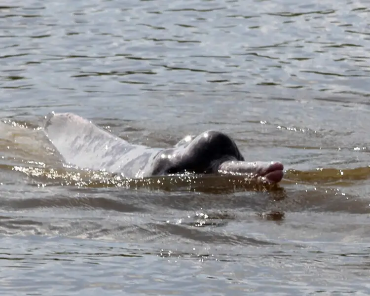 Inia araguaiaensis - факти, дієта, ареал і фотографії на Animalia.bio