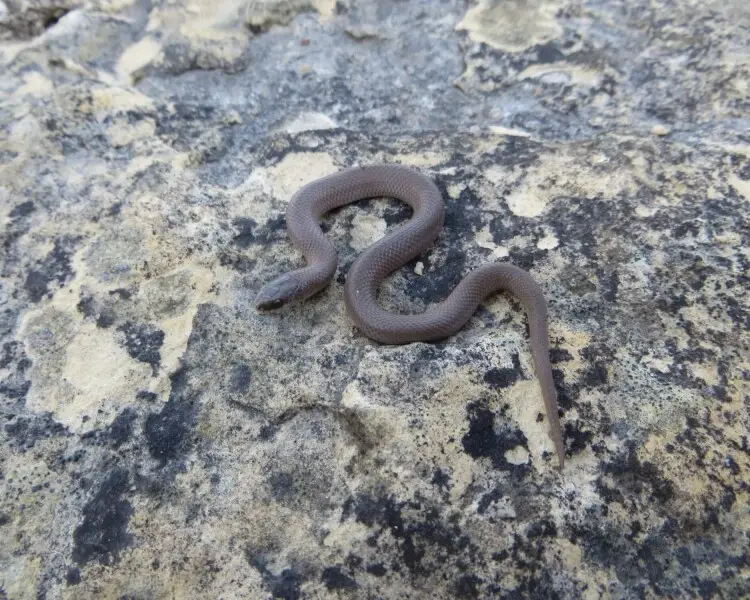 Smooth earth snake - Facts, Diet, Habitat & Pictures on Animalia.bio